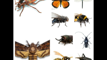 Locust Sound Meme Sound Effect - Voicy