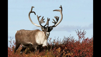 caribou sounds Meme Sound Effect - Voicy