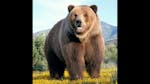 Bear Sounds and Sound Effects - Voicy