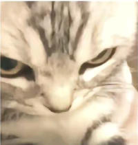 Roblox YEAHHH :D sound Meme Sound Effect - Voicy