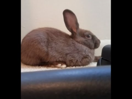 Rabbit Farts So Loud He Scares Himself Meme Sound Effect - Voicy
