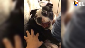 dog screaming Meme Sound Effect - Voicy