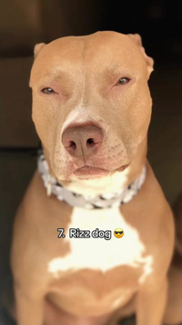 Lightskin Rizz Meme Sound Effect - Voicy