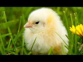 Cute Chicken Sound Meme Sound Effect - Voicy
