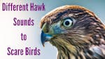 Official Hawk Sound Effects Soundboard - Voicy