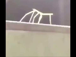 🪰Stick bug dance meme🐜 Meme Sound Effect - Voicy