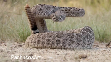 Western Diamondback Rattlesnake Meme Sound Effect - Voicy
