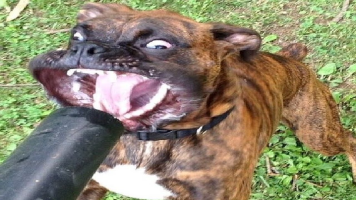 Jump scare Meme Sound Effect - Voicy