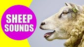 Official Sheep Sound Effects Soundboard - Voicy