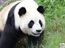 Panda Cub Whimper Meme Sound Effect - Voicy