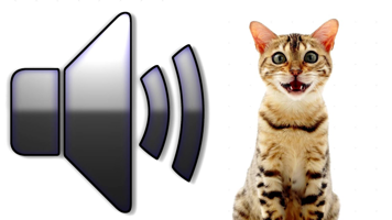 6. Cat sound effect 2 Meme Sound Effect - Voicy