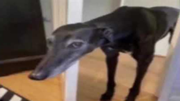 top 5 borzoi dog Meme Sound Effect - Voicy
