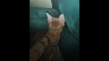 Gmfu- Odetari Meme Sound Effect - Voicy