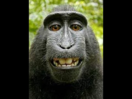 Me And My Monke Meme Sound Effect - Voicy