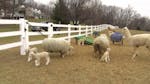 Official Sheep Sound Effects Soundboard - Voicy