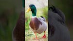 Official Duck Sounds Soundboard - Voicy
