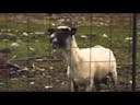 Goat Scream Sounds and Sound Effects - Voicy