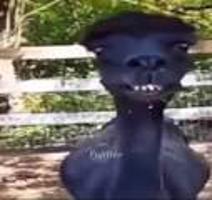 Talking Tom-Boi What Da Hell Meme Sound Effect - Voicy