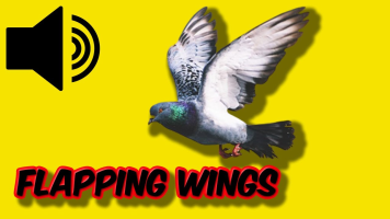 Bird Flapping 3 Meme Sound Effect - Voicy