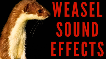 Weasel_alarm Meme Sound Effect - Voicy