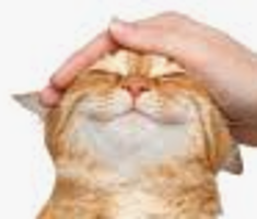 meow meow Meme Sound Effect - Voicy