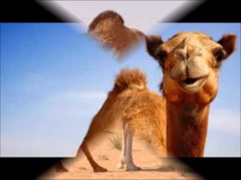 Camel Sounds 5 Meme Sound Effect - Voicy