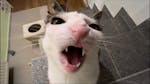 huh cat Meme Sound Effect - Voicy