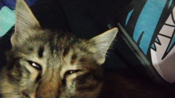 Hello Kitty Sounds and Sound Effects - Voicy