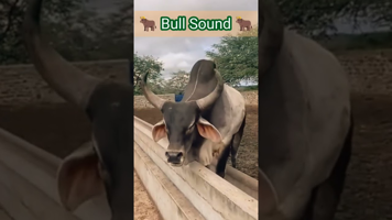 Buffalo Sound 5 Meme Sound Effect - Voicy