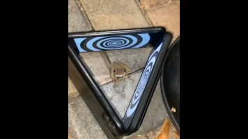 hypnotize frog spiral Meme Sound Effect - Voicy