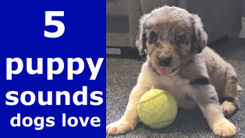 Growling Puppy Sound Meme Sound Effect - Voicy