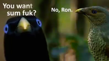 Go Find Becky Meme Sound Effect - Voicy