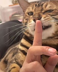 BASS DROP Meme Sound Effect - Voicy