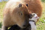 Capybara Sounds and Sound Effects - Voicy