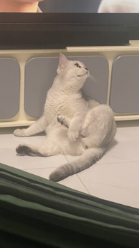 bắn tùm lum Meme Sound Effect - Voicy