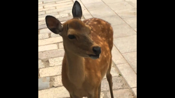 Deer scream Meme Sound Effect - Voicy
