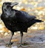 Official Crow Sound Effects Soundboard - Voicy
