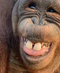 monkey noises Meme Sound Effect - Voicy