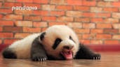 Official Panda Sound Effects Soundboard - Voicy