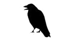 Official Crow Sound Effects Soundboard - Voicy