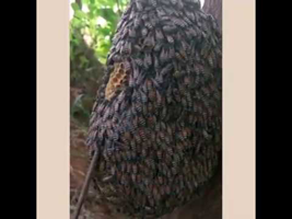 Natural Honey Bee Sounds Meme Sound Effect - Voicy