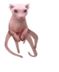 BINGUS IS BACK Meme Sound Effect - Voicy