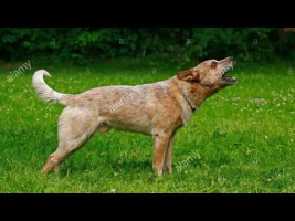 Moan Bark Fart Meme Sound Effect - Voicy