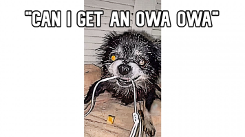 OWA OWA Meme Sound Effect - Voicy