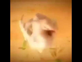 Number 15: twerking chicken Meme Sound Effect - Voicy