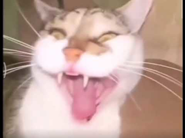 Gato risa saturada Meme Sound Effect - Voicy