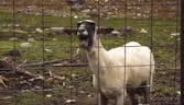 Goat Scream Sounds and Sound Effects - Voicy