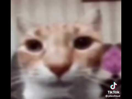 evil cat Meme Sound Effect - Voicy