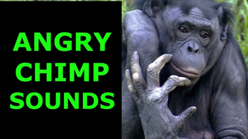 Angry Chimpanzee Sound Meme Sound Effect - Voicy