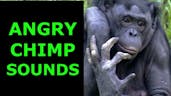 Official Chimpanzee Soundboard - Voicy